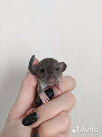 Крысята Рекс агути дамбо