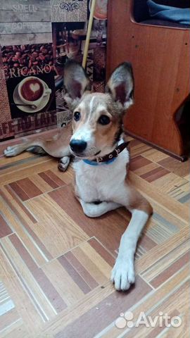 Бассенджи щенок