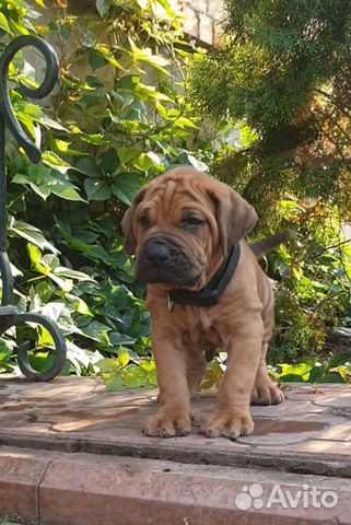 Фила бразилейро