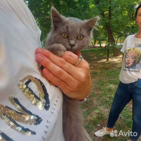 Кошечка ищет дом
