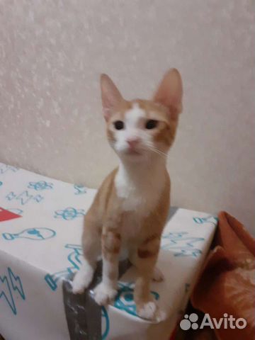 Федюшка,подарите жизнь,очень нежный парень