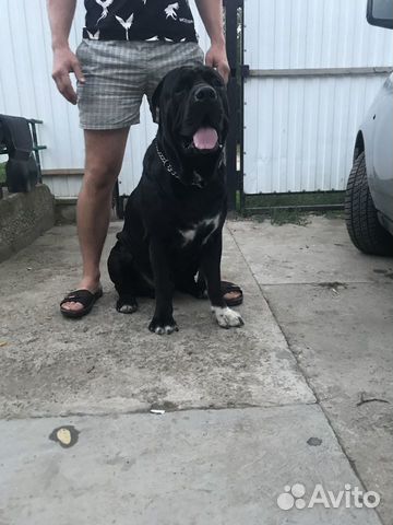 Кане Корсо вязка предлагается кабель. 4 года развя