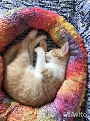 Котенок девочка ждет своих хозяев