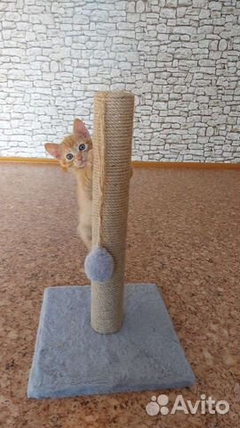 Котенок Рыжик