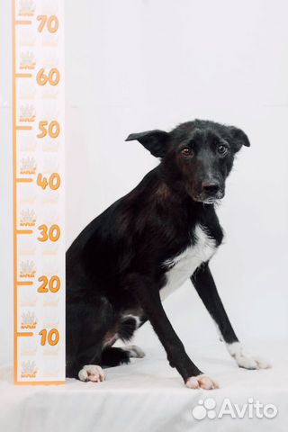 Буч ищет дом