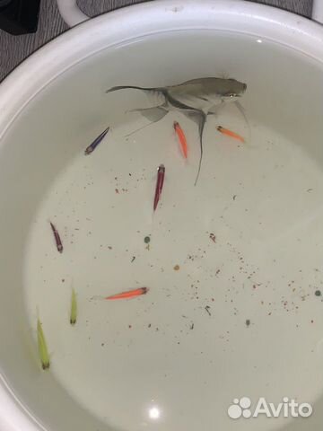 Тернеция, скалярия