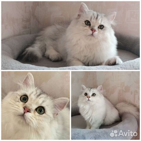 Британский мальчик BLH NS11