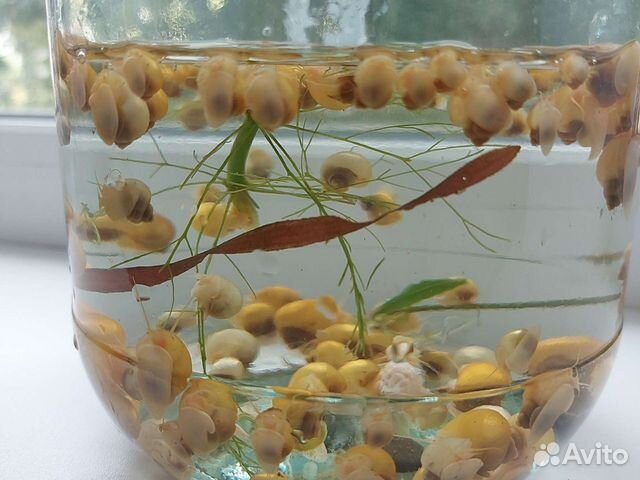 Улитки ампулярии желтые и белые