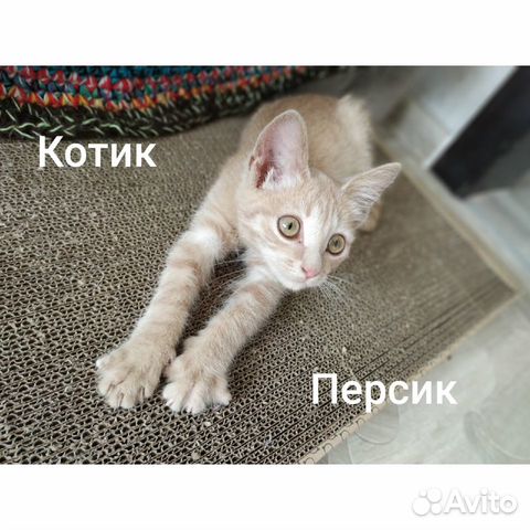 Дом котятам