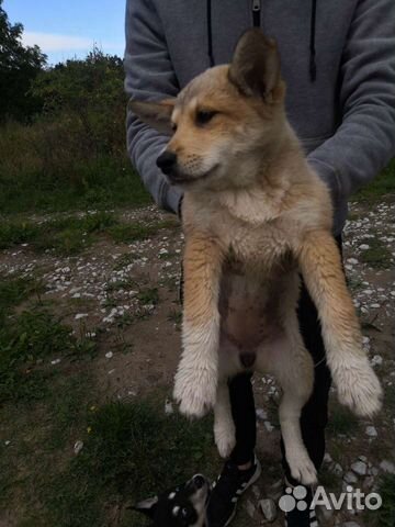 Щенки метисы девочки бесплатно в добрые руки
