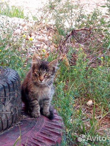 Котята от сибирской кошки