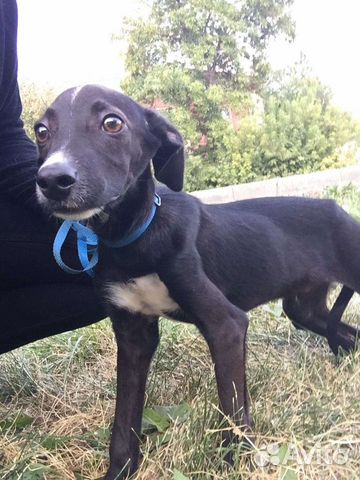 Щенок маленькой породы для квартиры