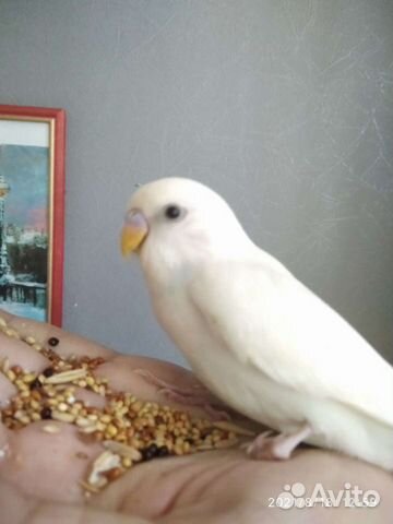 Волнистый попугай, птенец