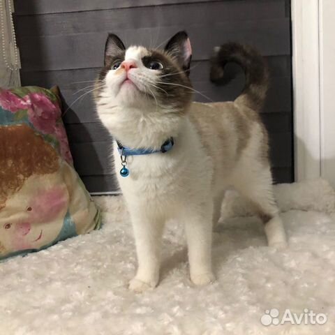 Кошка Сноу-Шу