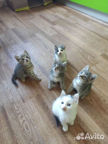 Котята