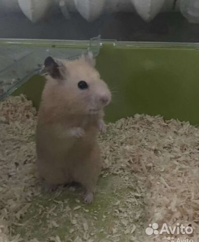Сирийский хомяк с клеткой бесплатно
