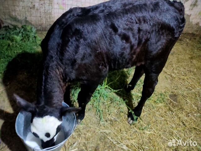 Корова с телочкой