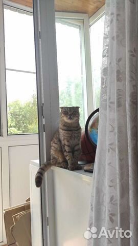 Кошка в добрые руки