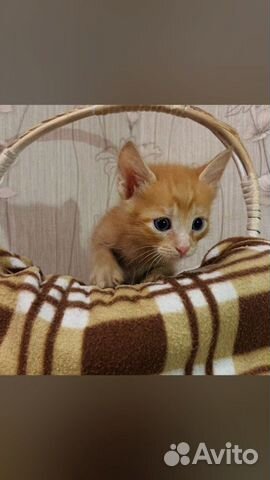 Реджи -рыжий котенок мальчик