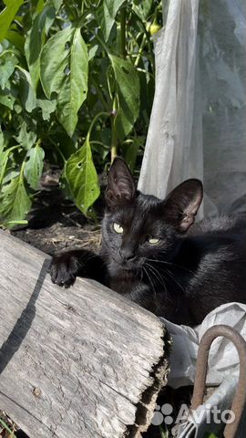 Котенок ищет дом