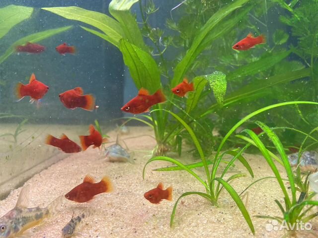 Пецилия Рубин