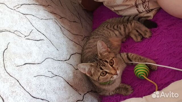Котенок