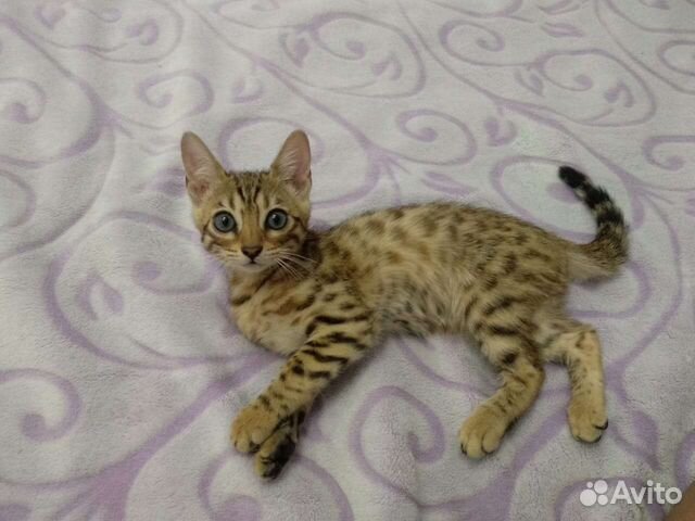 Бенгальская