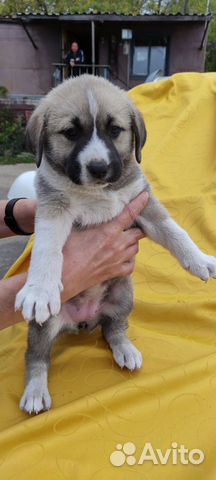 Малышка Веста ждет надёжного хозяина