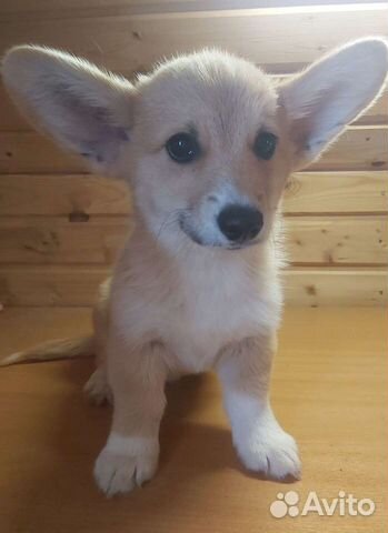 Вельш-корги пемброк