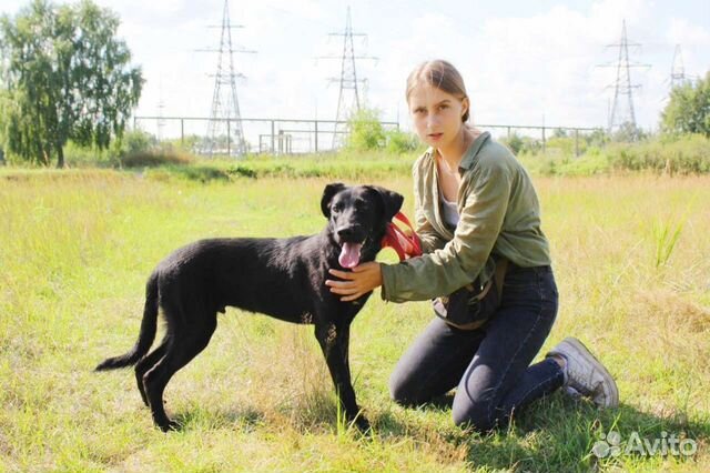 Щенок страдает в приюте