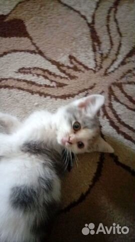 В добрые руки Кексик