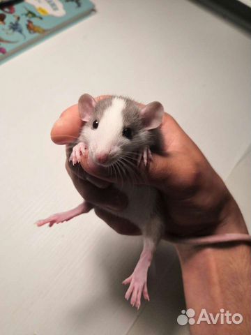 Отдаю крысят