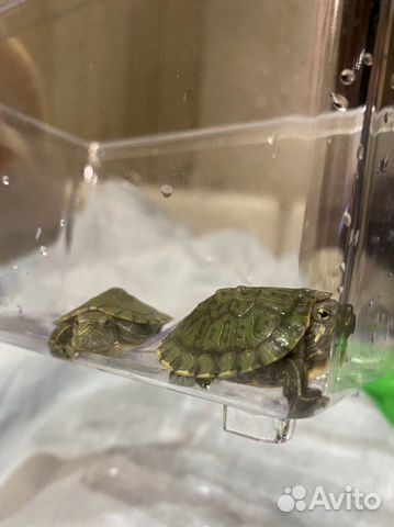 Черепаха