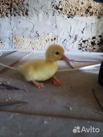 Суточные индоутята