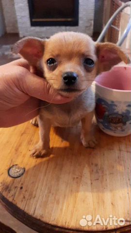 Папа шпиц мама той-терьер