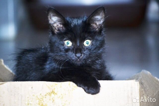 Котенок в добрые руки
