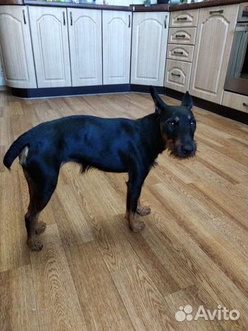 Немецкий ягдтерьер помесь