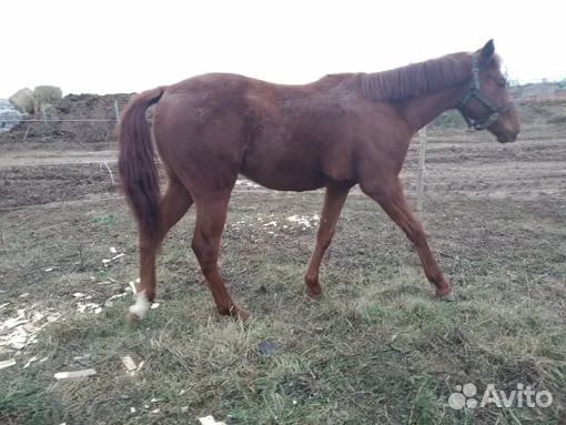 Молодой жеребчик