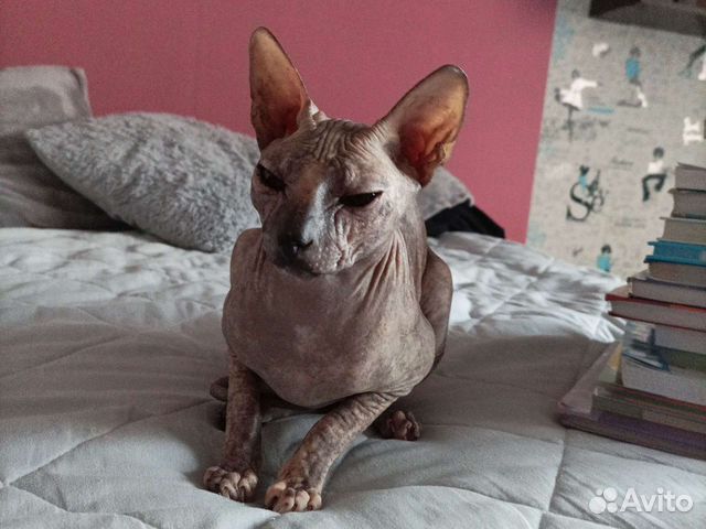 Кошка сфинкс