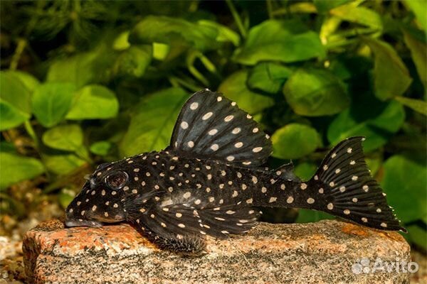 Hypancistrus sp. “L201“