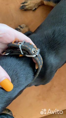 Такса потеряшка