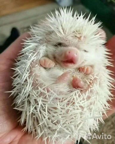 Кексик и Арахис ждут хозяев