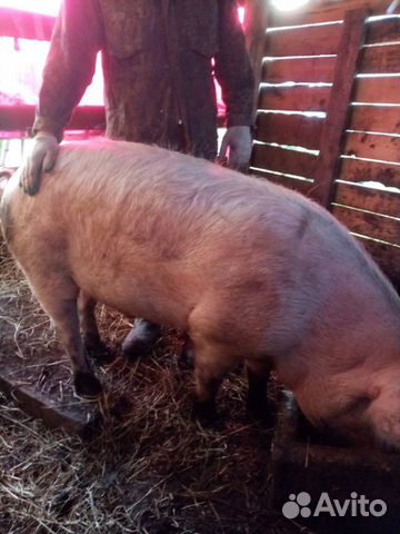 Продам Борова