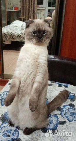 Кошка