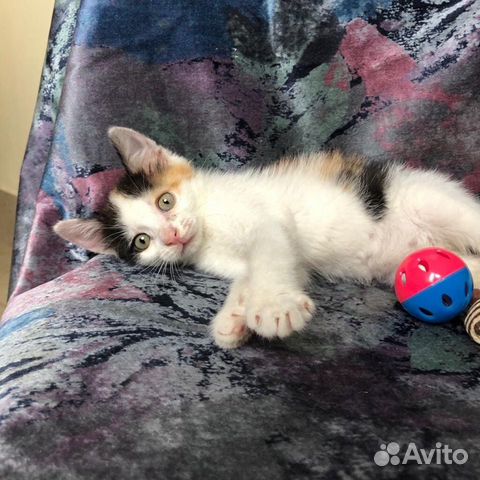 Котенок