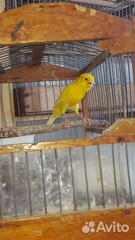 Кенар молодой поет, канарейки