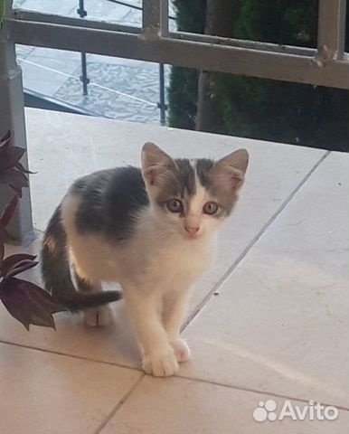 Котенок - кроха в добрые руки