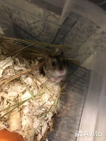 Джунгарский хомяк