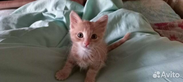 Котенок девочка в добрые руки бесплатно