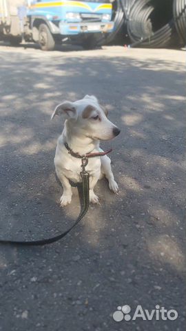 Метис Джек Рассела